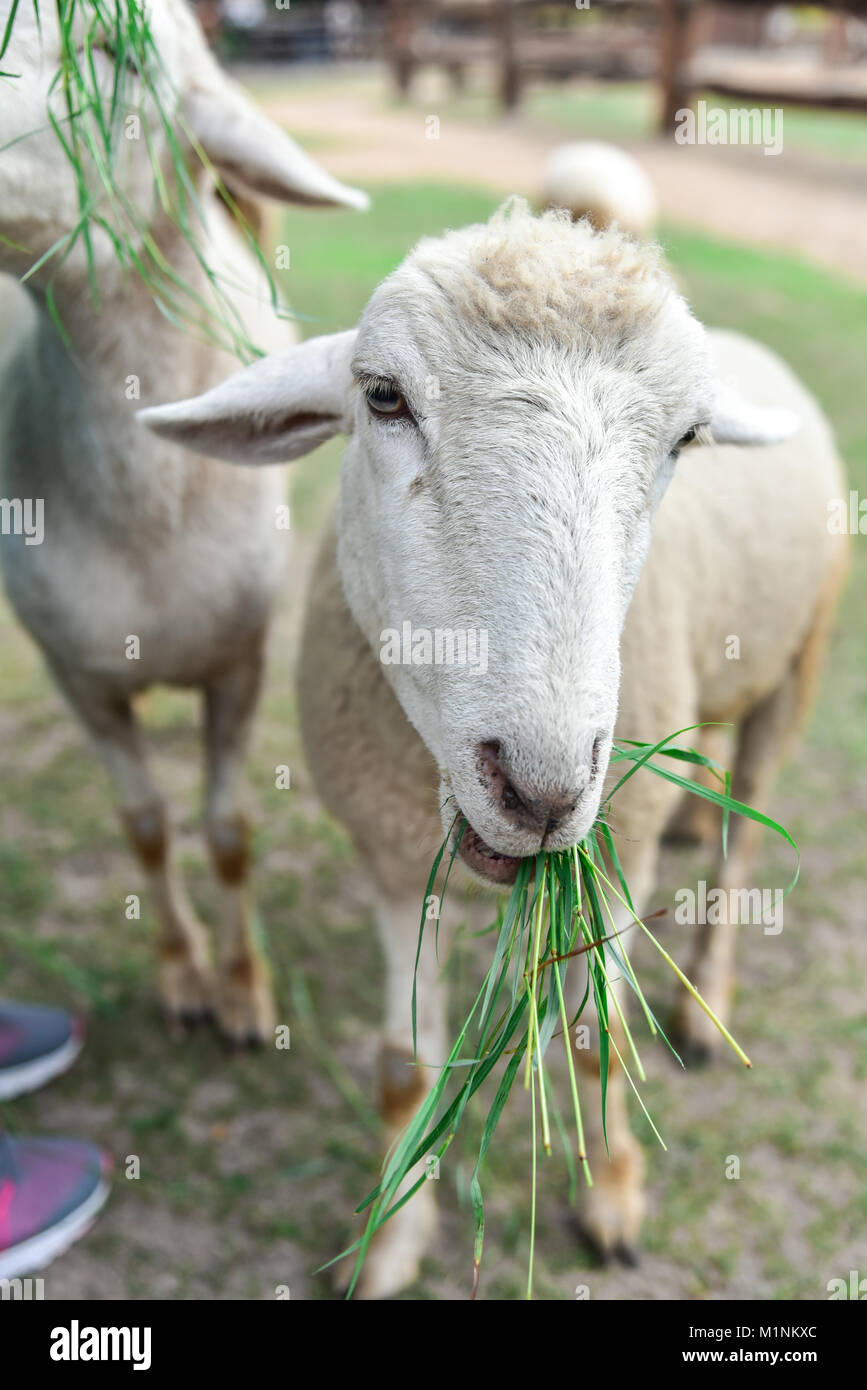 Sheep Eating Grass Stock Photo - Alamy