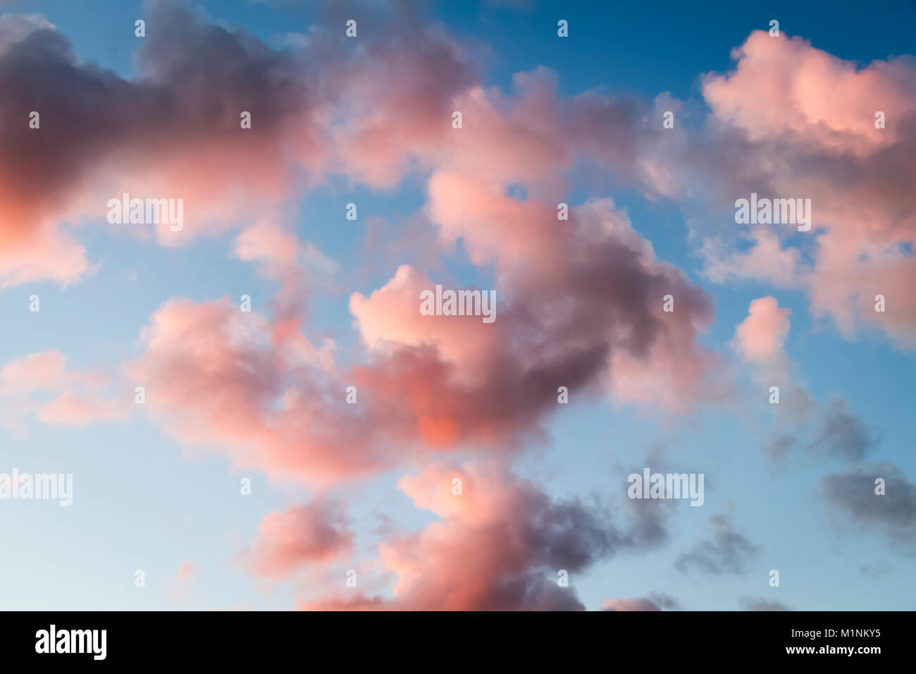 Light pink clouds in the rays of the sunset Stock Photo - Alamy