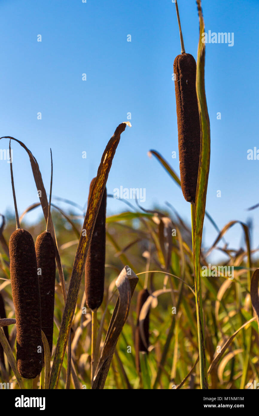 Dry reeds grow in the swamp close up Stock Photo - Alamy
