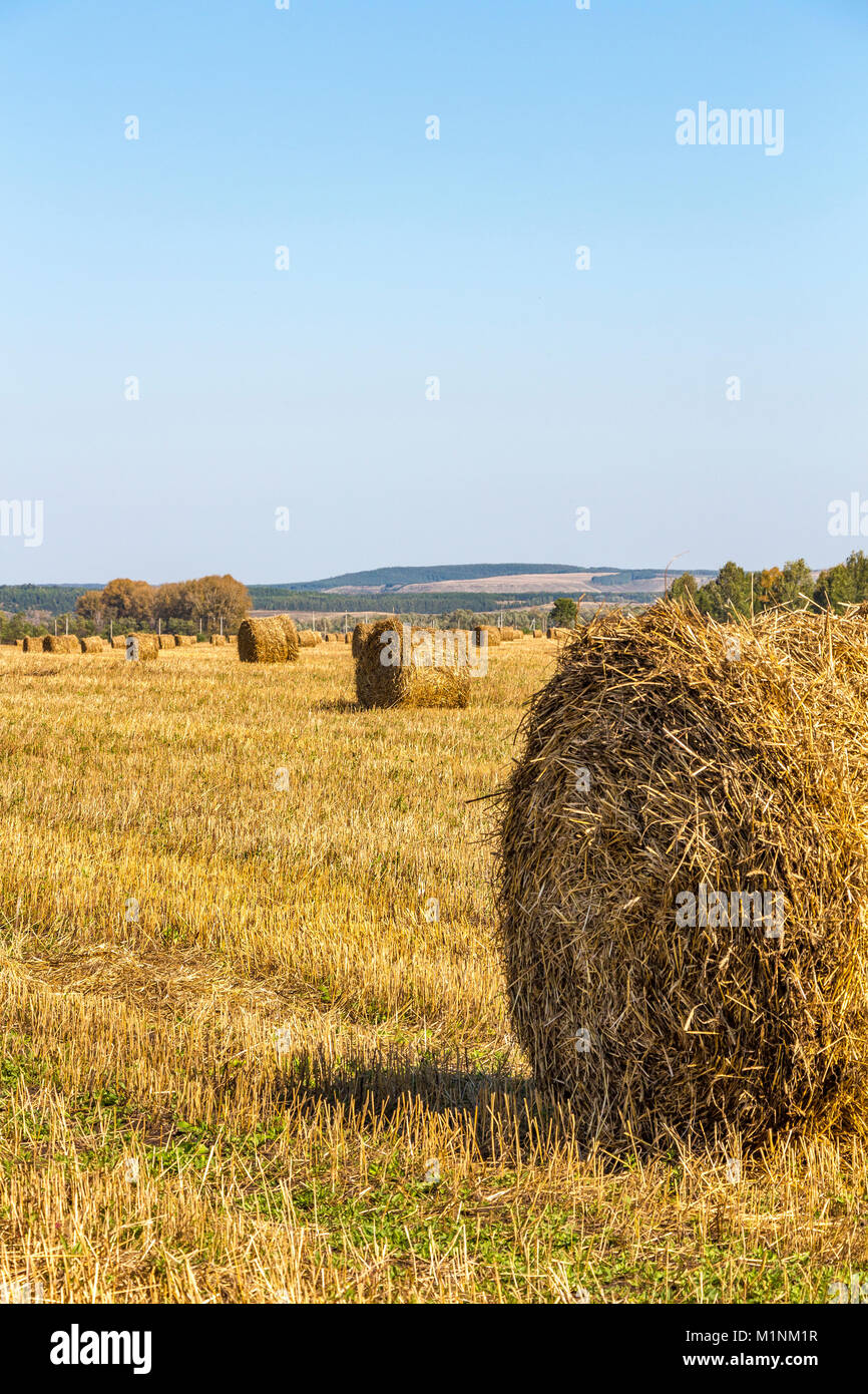 Yellow dry straw, wrapped in bales, lies on the field Stock Photo - Alamy