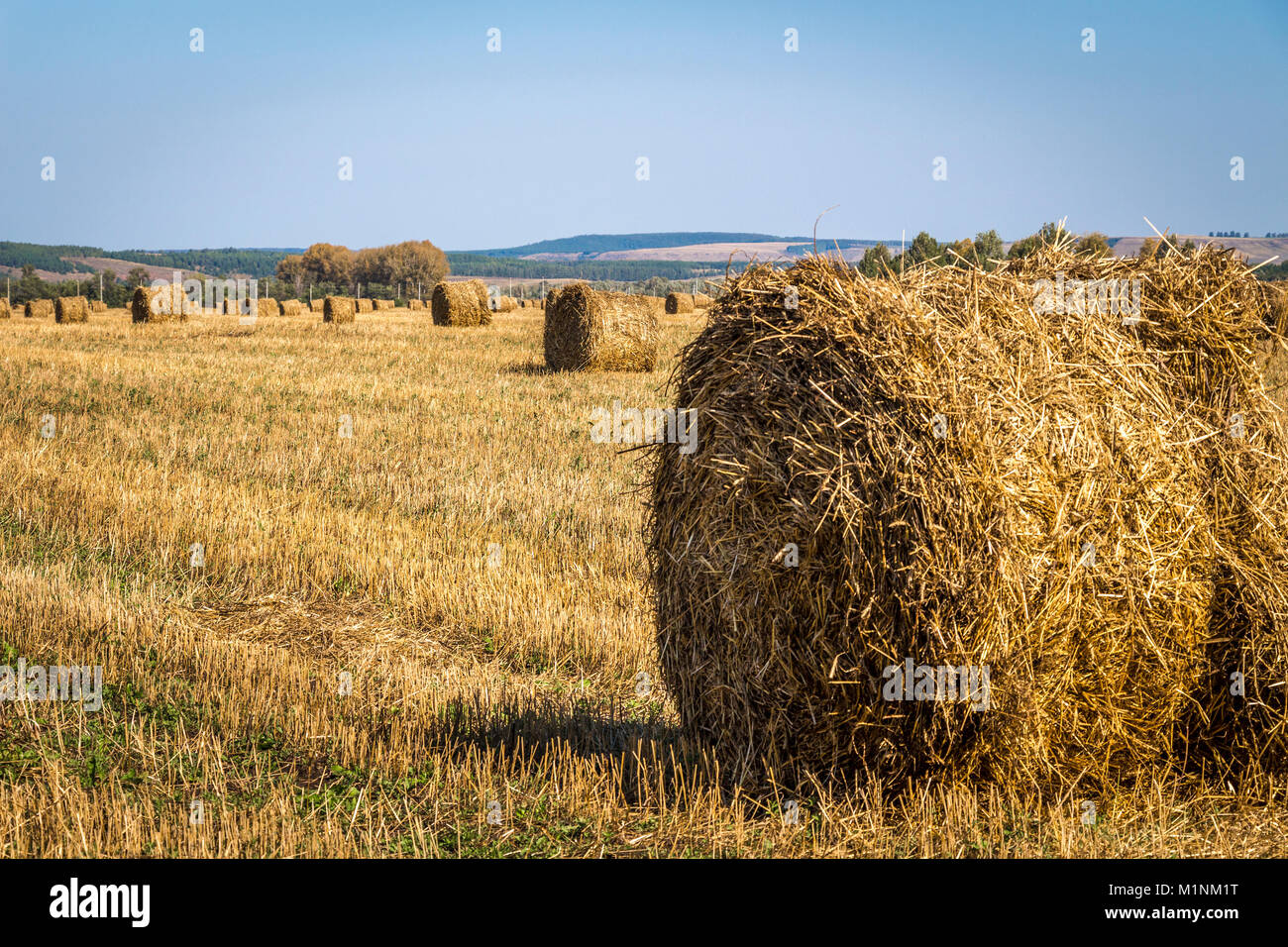 Yellow dry straw, wrapped in bales, lies on the field Stock Photo - Alamy