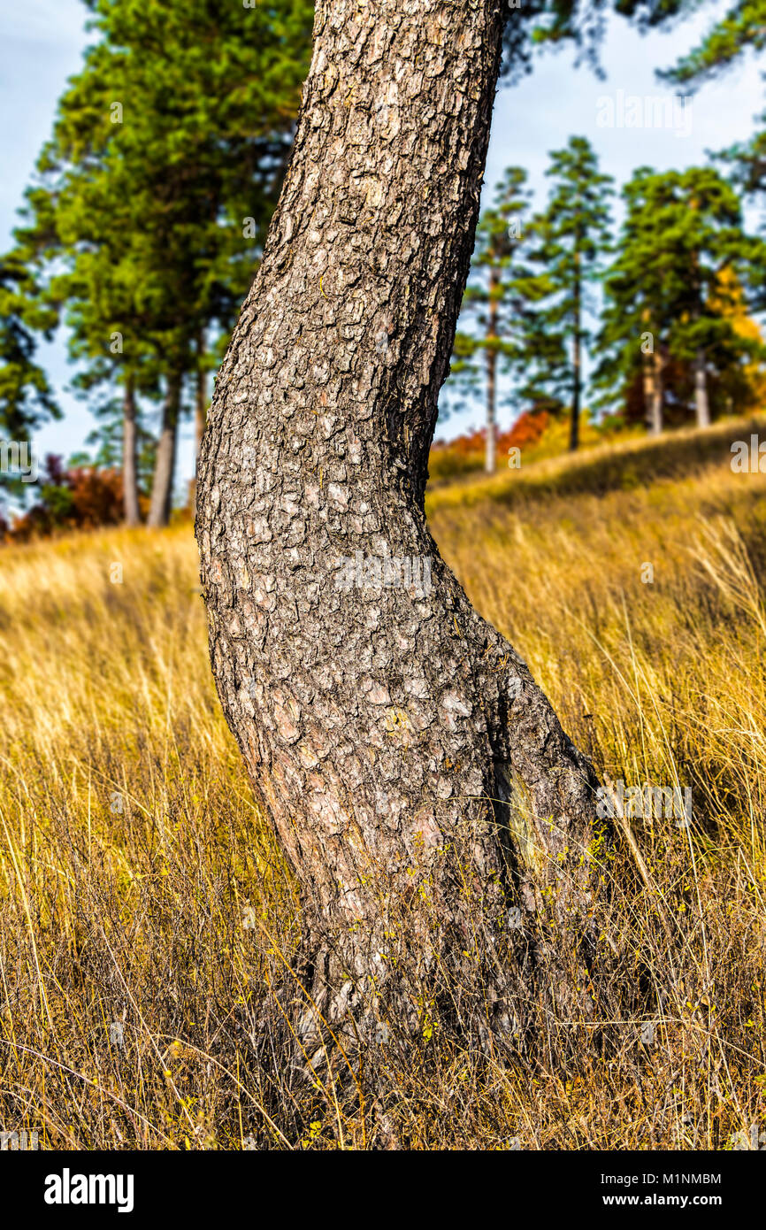 Twisted Pine Tree High Resolution Stock Photography and Images - Alamy