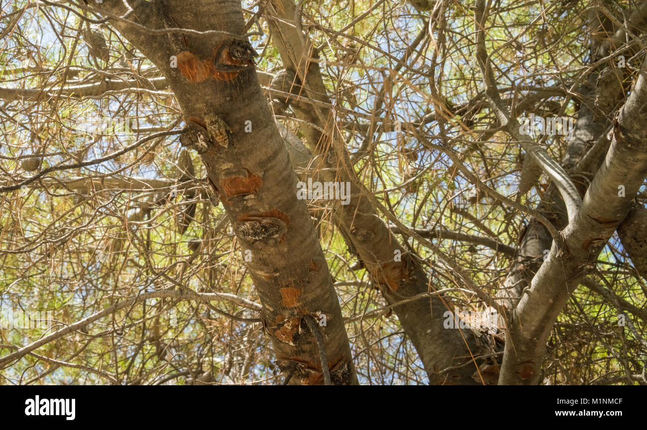 Cicada sitting on the tree trunk, insect in the natural habitat ...