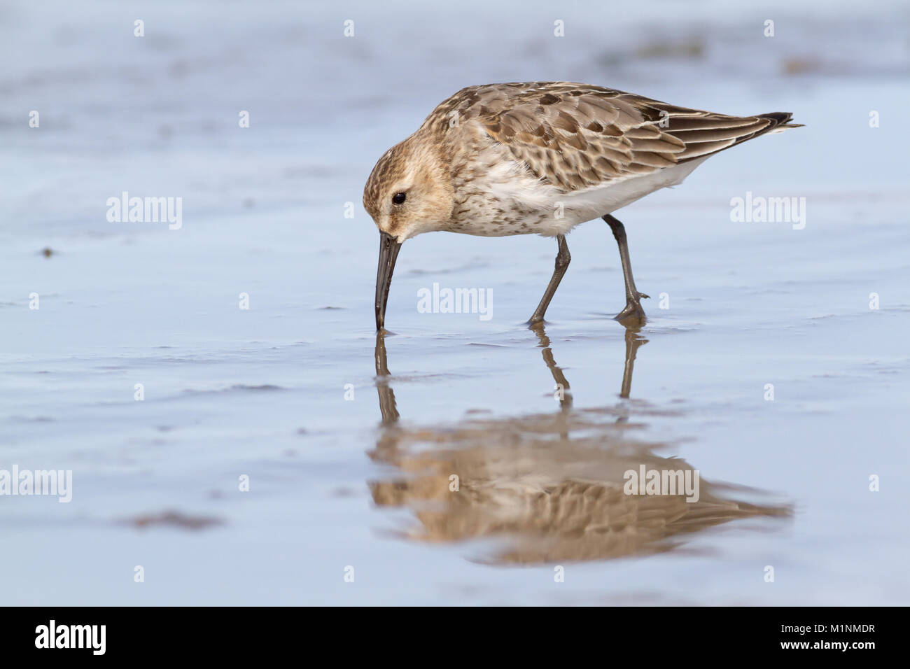 Dunlin, Calidris alpina, UK Stock Photo - Alamy