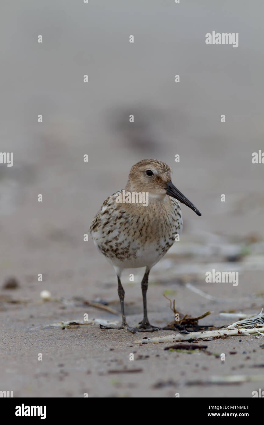 Strand line bird uk hi-res stock photography and images - Alamy