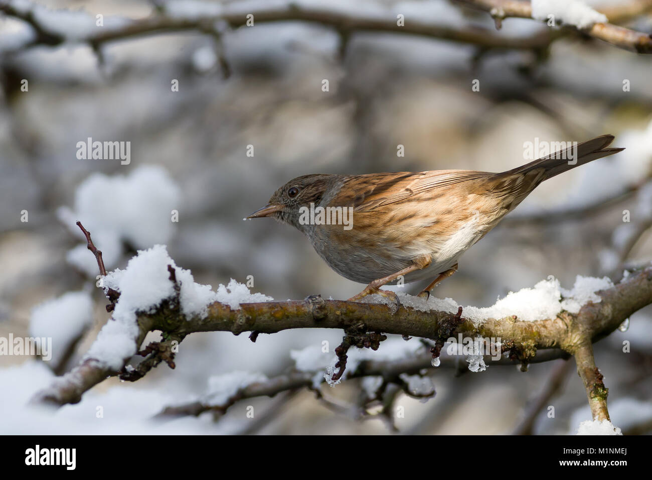 Dunnock, Prunella modularis, UK Stock Photo - Alamy