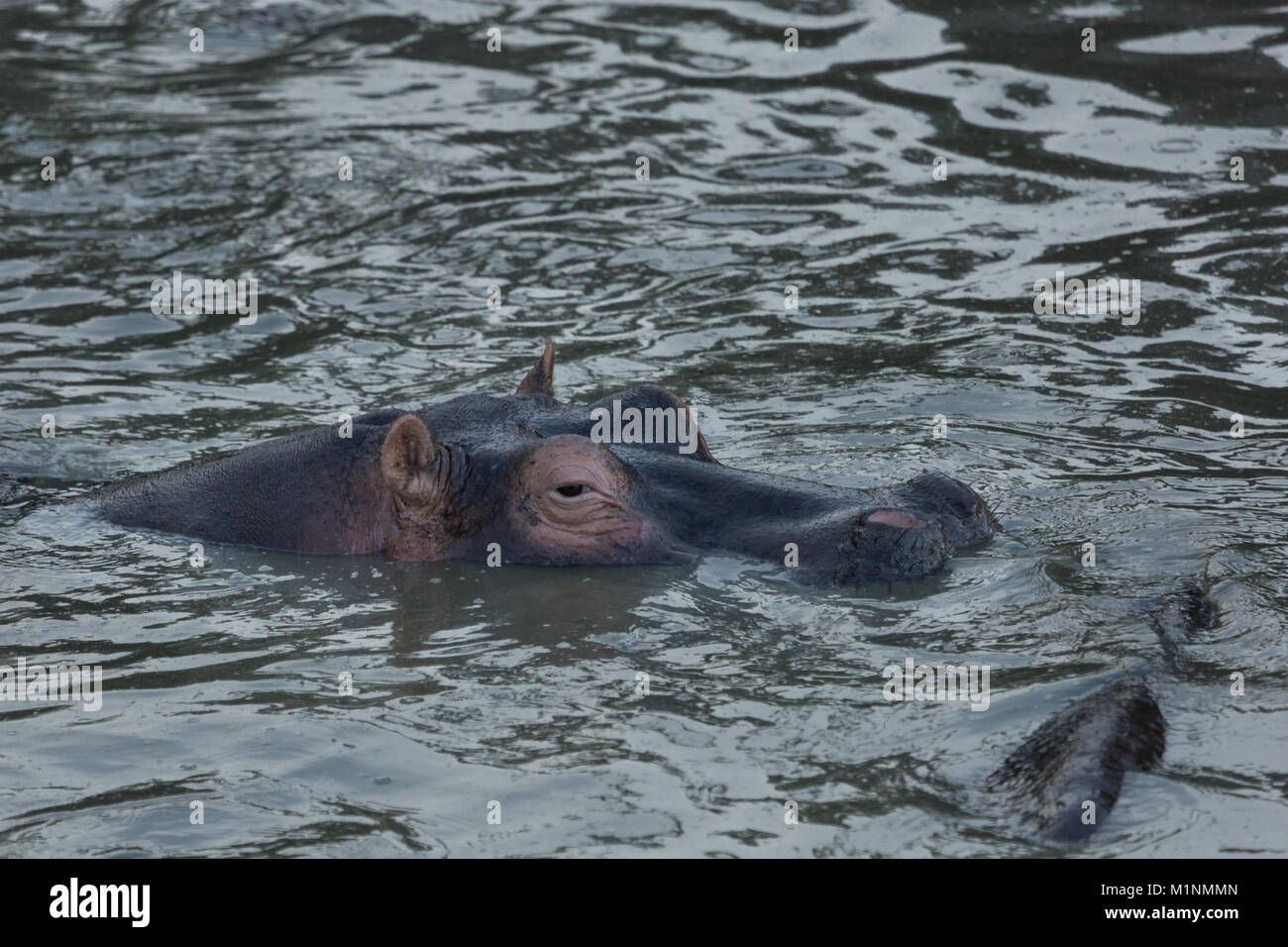hippo submerged in a pool of water in the Maasai Mara Stock Photo - Alamy