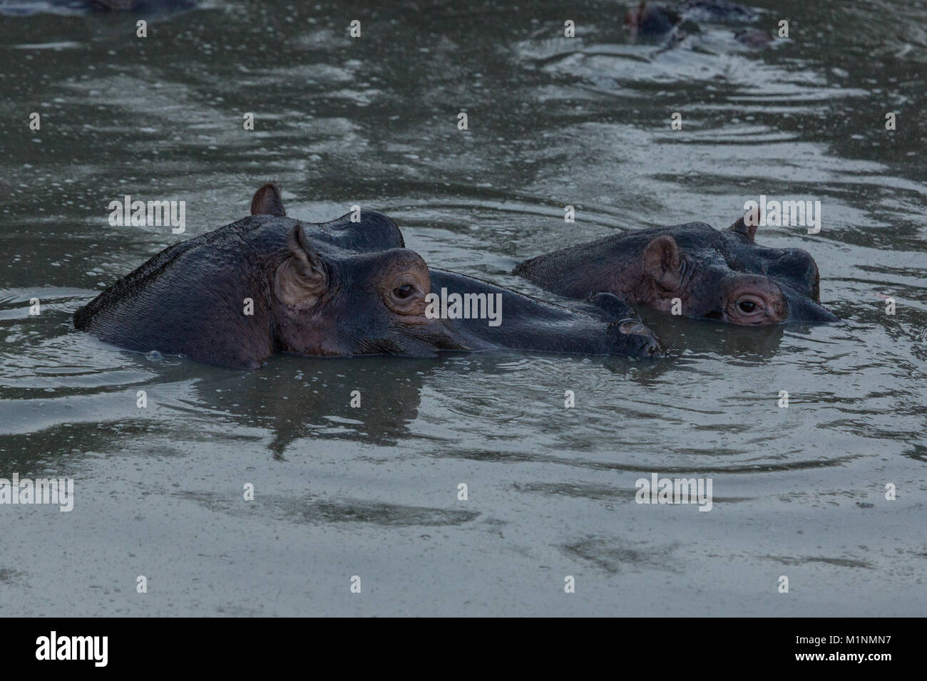 hippo submerged in a pool of water in the Maasai Mara Stock Photo - Alamy