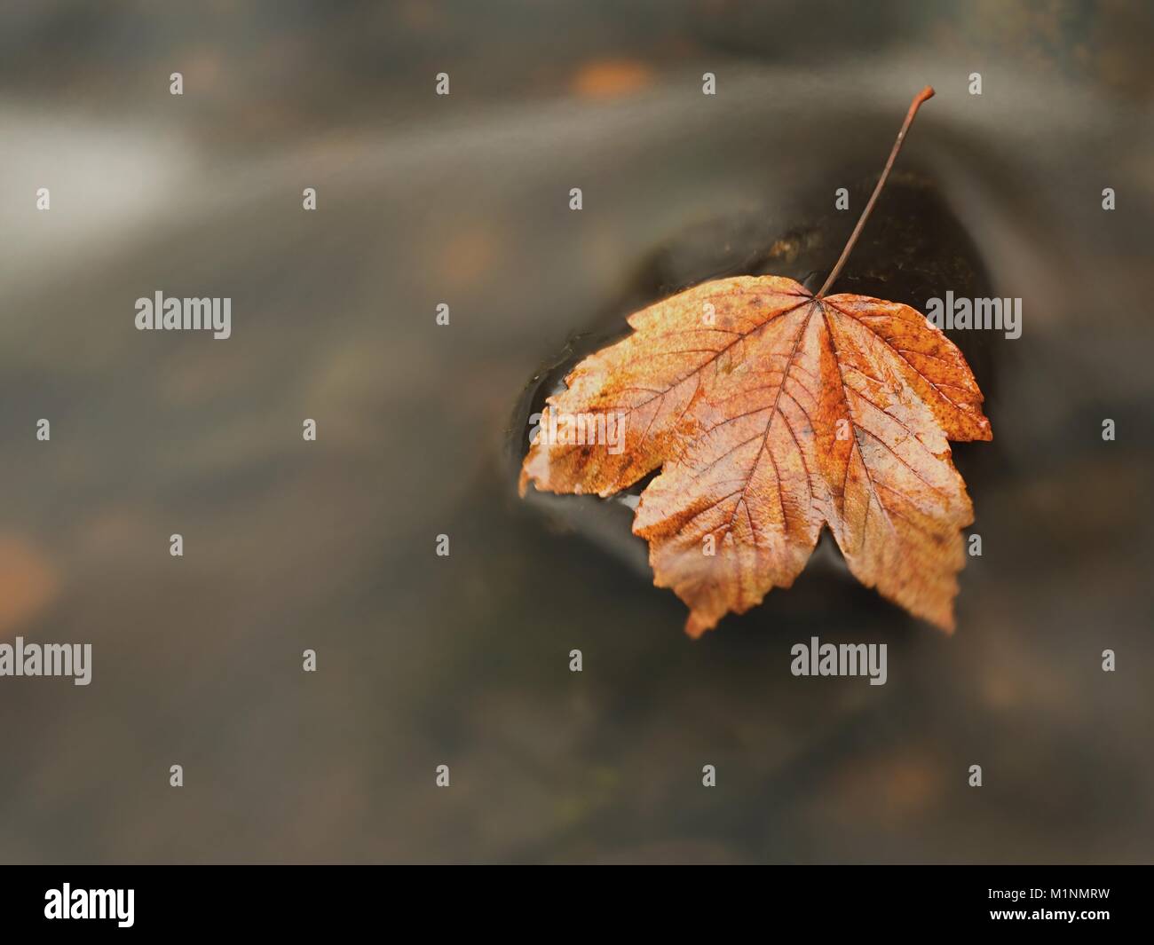 Autumn river. Death yellow maple leaf on basalt stone in cold water of ...