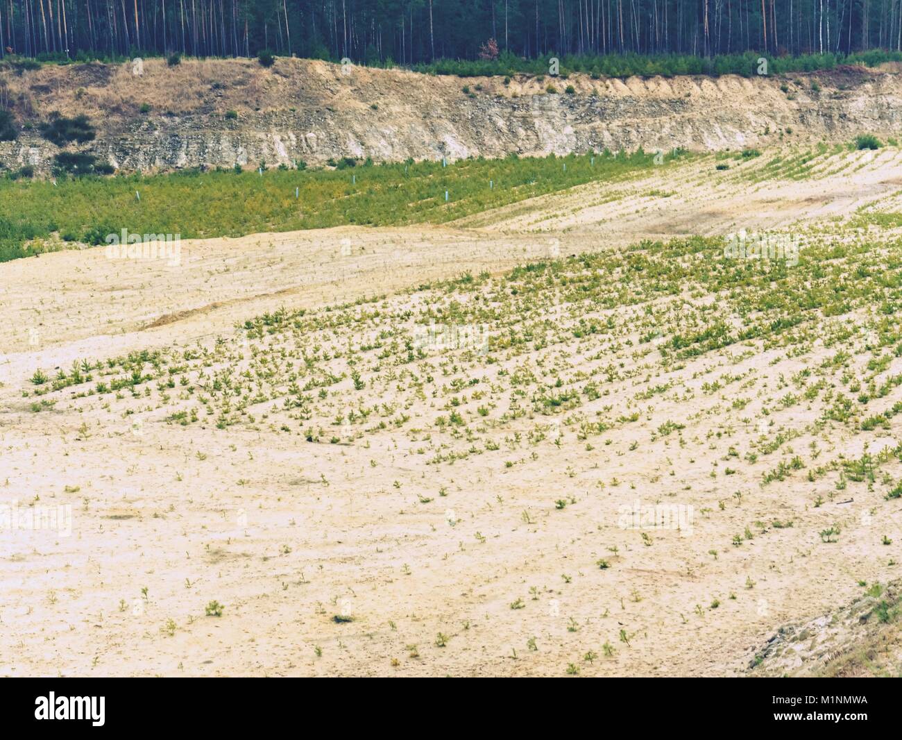 Industrial white sand quarry, sand pit. Restoration of a part of the ...