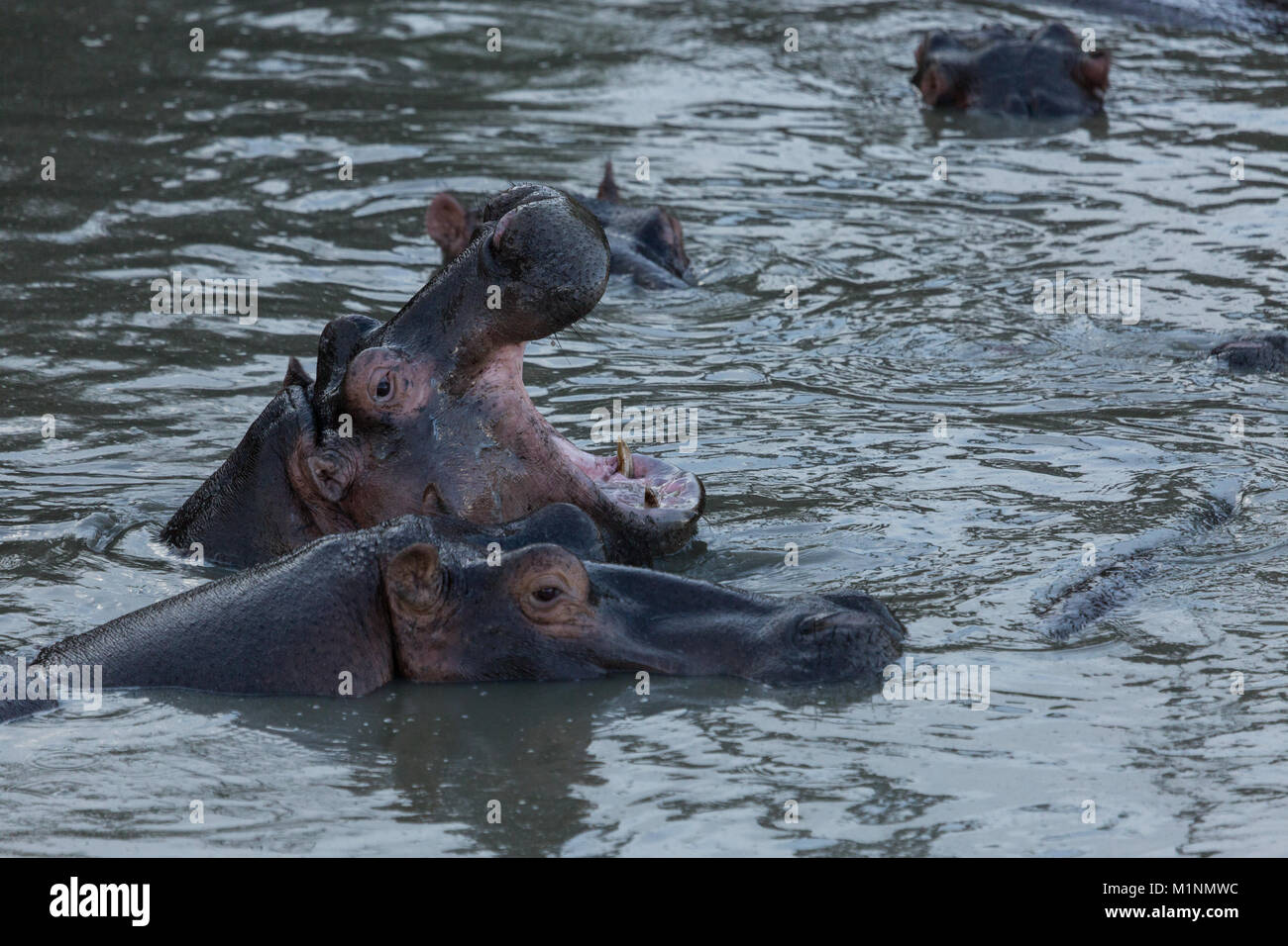 hippo submerged in a pool of water in the Maasai Mara Stock Photo - Alamy