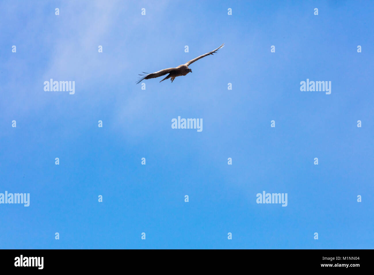 Condor flying above Colca canyon in Peru Stock Photo - Alamy