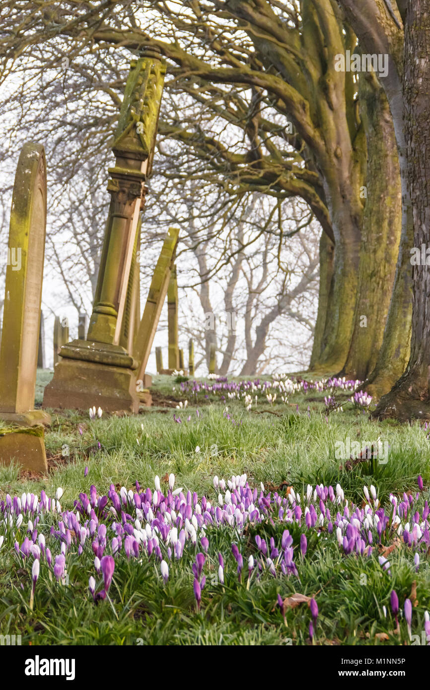 Purple headstones hi-res stock photography and images - Alamy