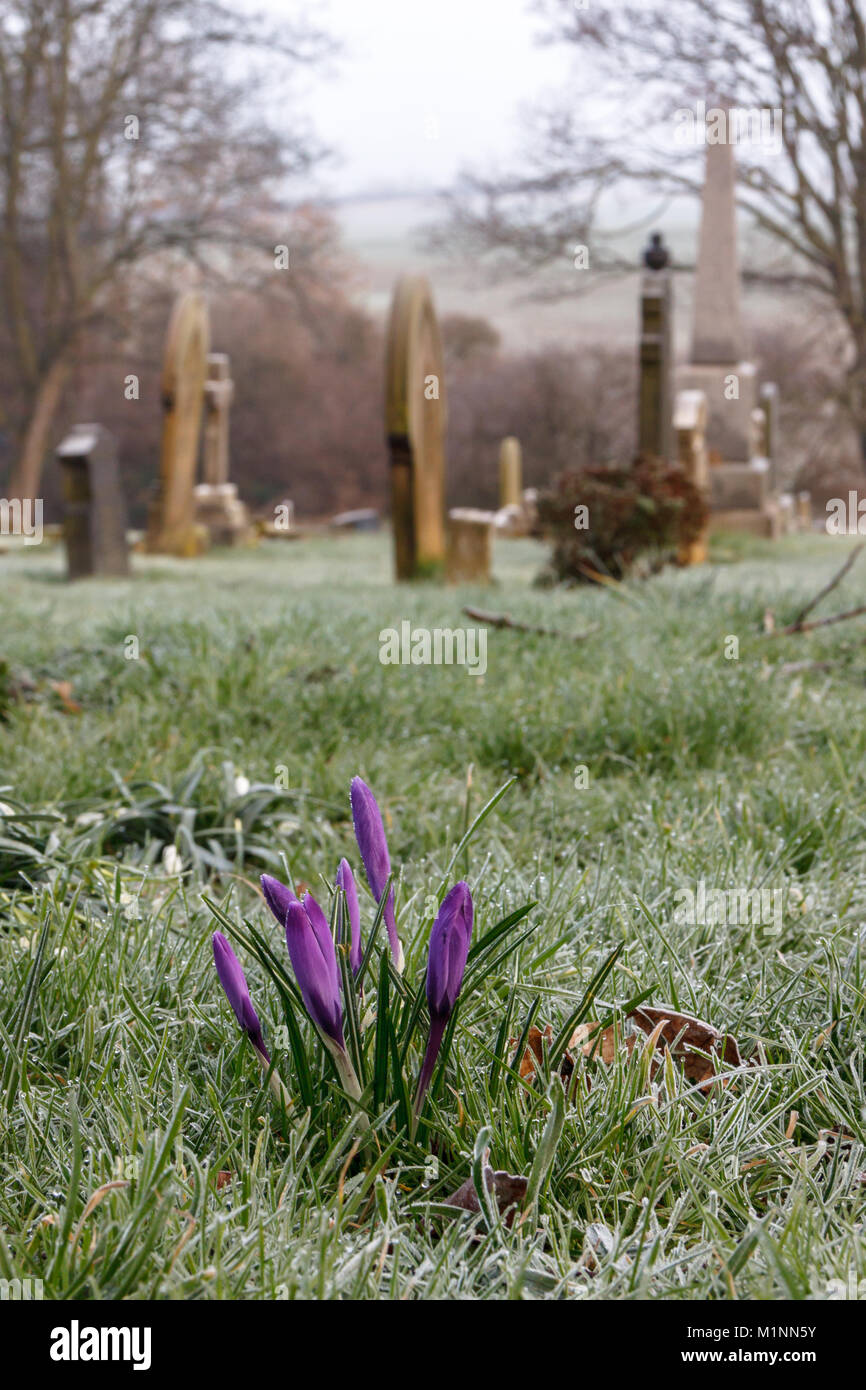 Purple headstones hi-res stock photography and images - Alamy