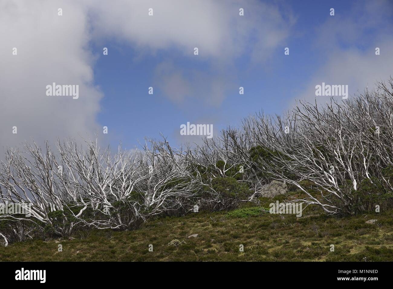 After forest fires in Australia, gray-white tree skeletons for a long ...