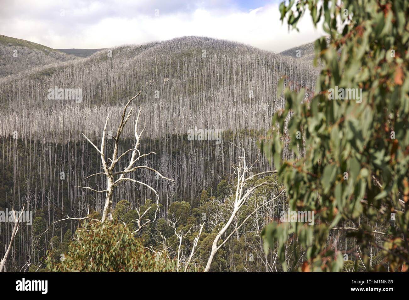 After forest fires in Australia, gray-white tree skeletons for a long ...