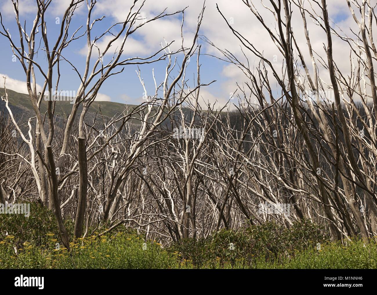 After forest fires in Australia, gray-white tree skeletons for a long ...