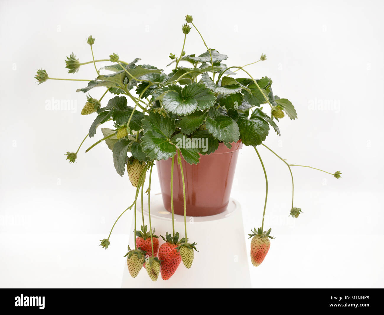 Grow strawberry hi-res stock photography and images - Alamy