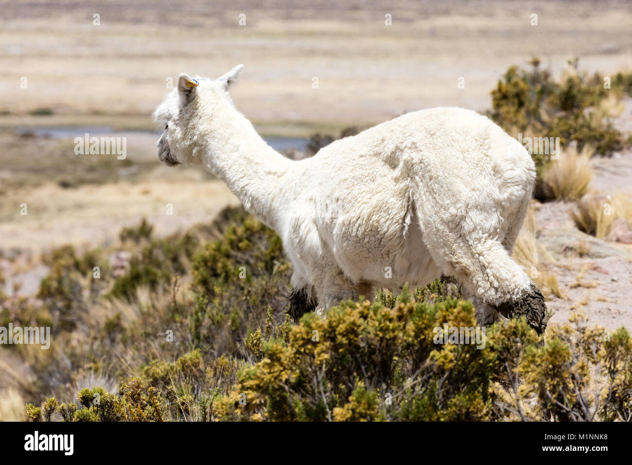 Alpaca in Andes Mountains, Peru, South America Stock Photo - Alamy