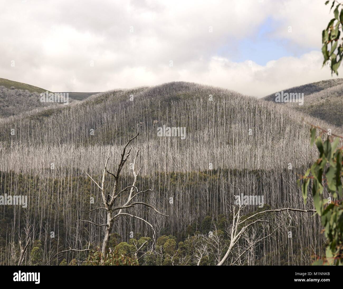 After forest fires in Australia, gray-white tree skeletons for a long ...