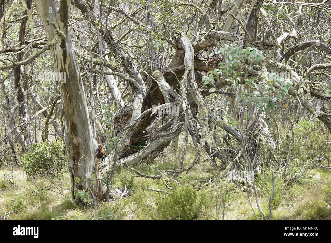 After forest fires in Australia, gray-white tree skeletons for a long ...