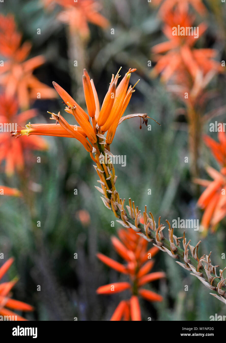Aloe Orange Express-2 Stock Photo - Alamy