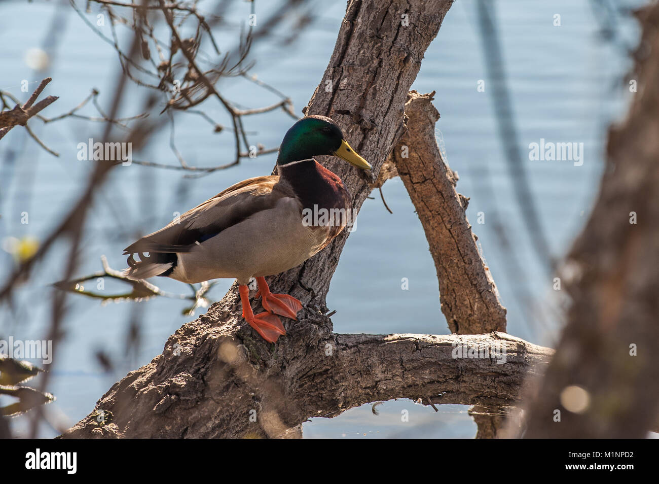 Webbed feet of Bufflehead duck perched on tree branch over estuary pond ...