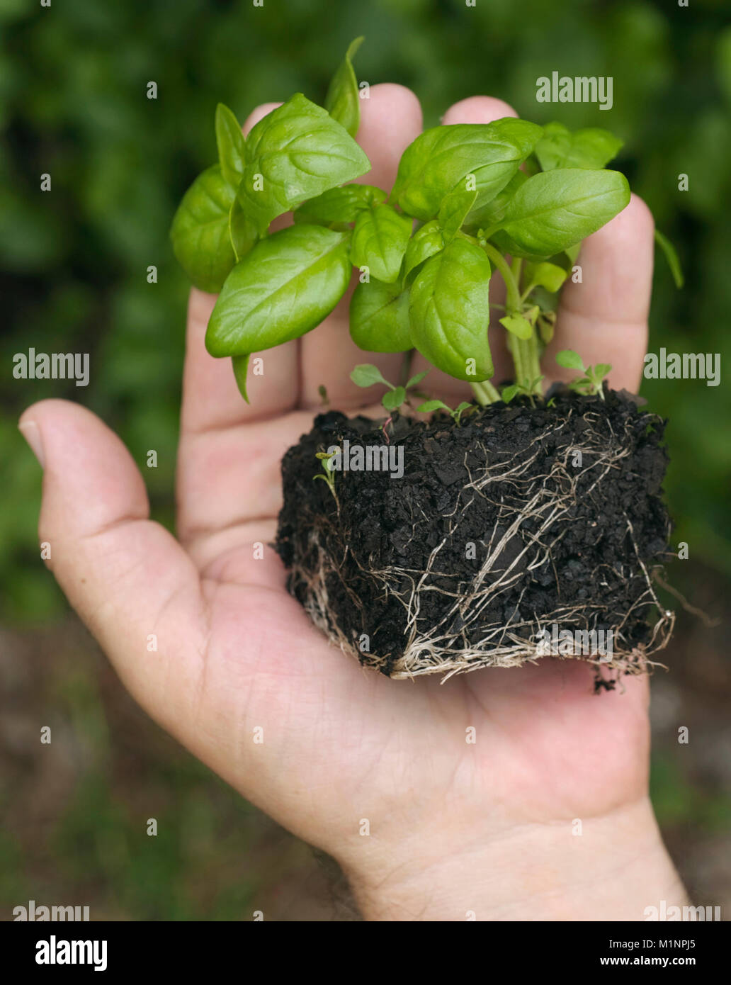 Earth herb hi-res stock photography and images - Alamy