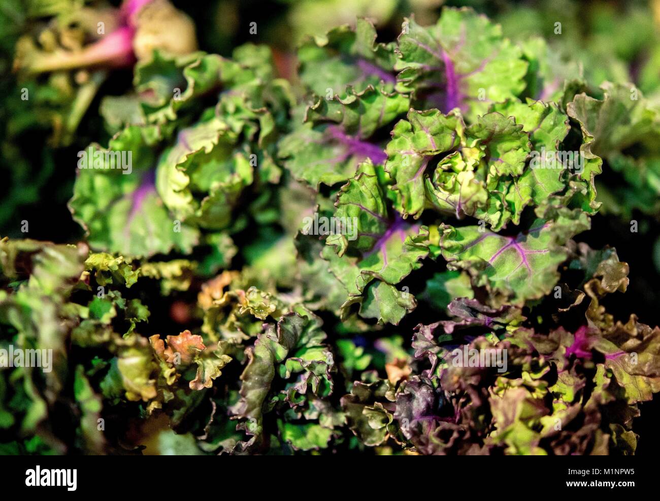 The new vegetable flower sprout in a bowl in Hanover (Germany), 15 ...