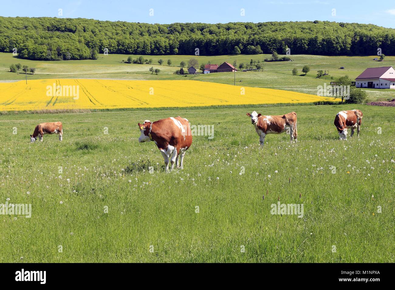 Dairy cows on a pasture with a great variety of plants. They relax on ...