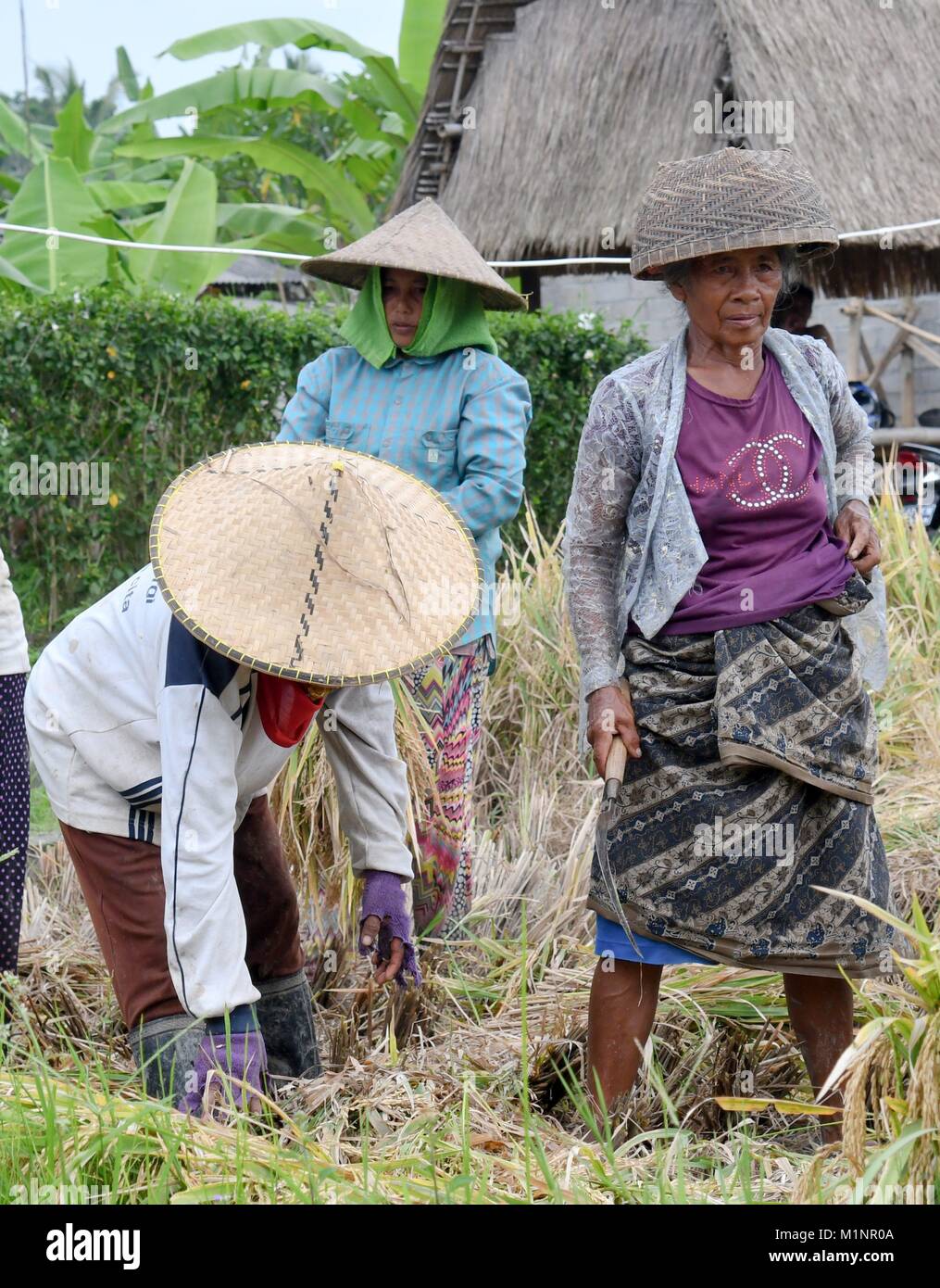 harvesting rice in the rice fields near Ubud, Bali, Dec. 19, 2016 ...