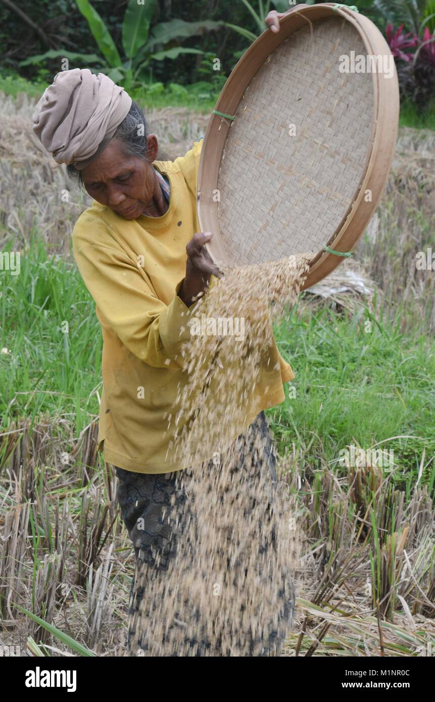 harvesting rice in the rice fields near Ubud, Bali, Dec. 19, 2016 ...