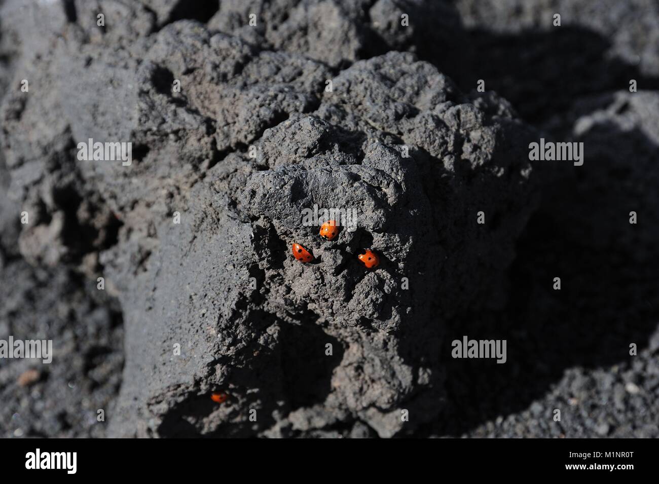 Italy, Sicily, Mount Etna Volcano, lava field with lady bug - October ...