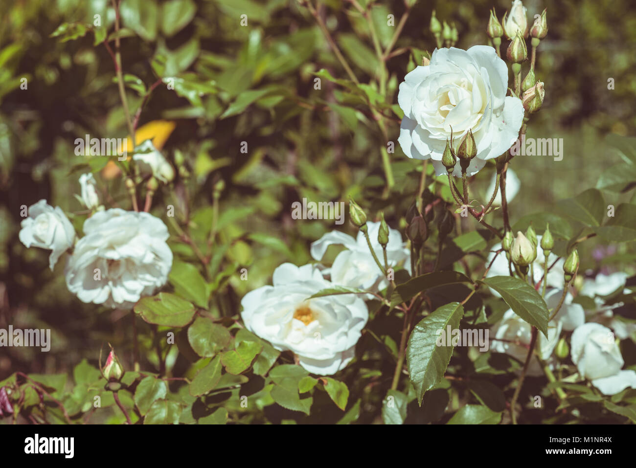 White rose flowers in home garden, vintage filter, retro style, toned ...