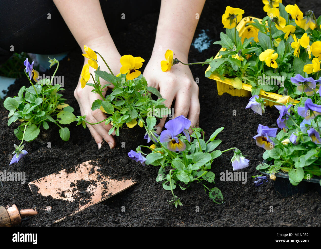Viola seedlings hi-res stock photography and images - Alamy