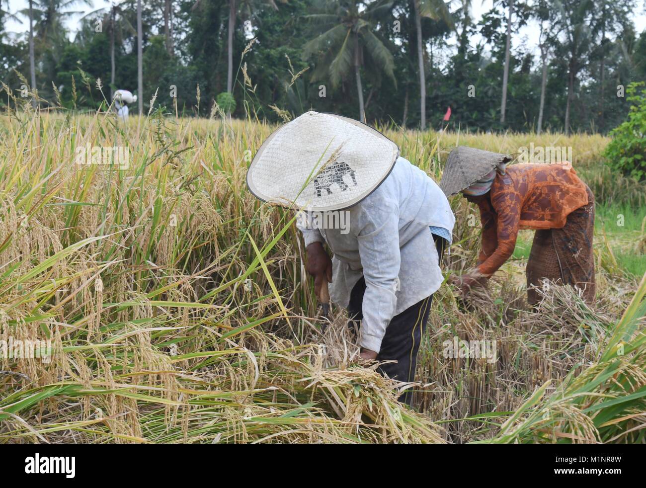harvesting rice in the rice fields near Ubud, Bali, Dec. 19, 2016 ...