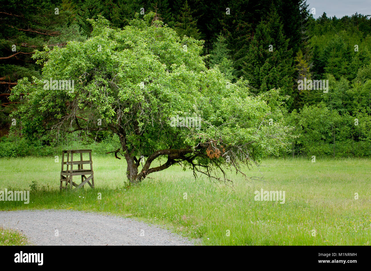 hunters den big oak Stock Photo - Alamy