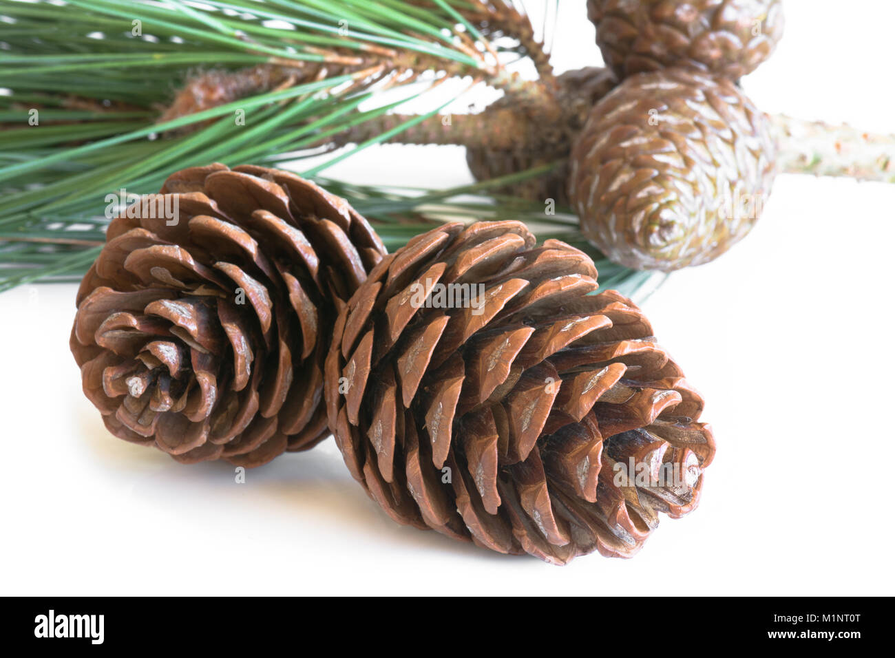 Christmas pinecones hi-res stock photography and images - Alamy