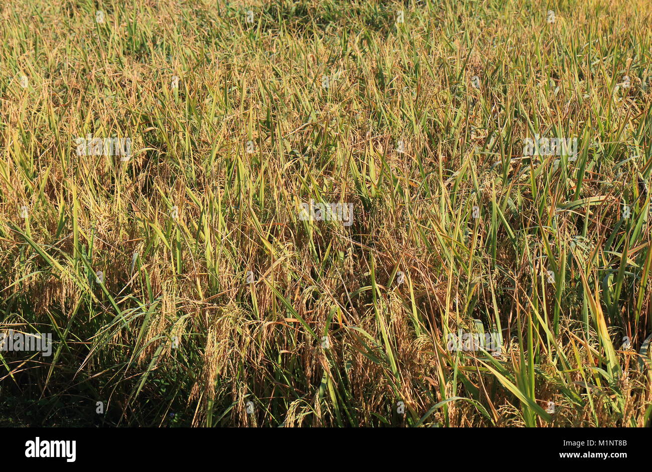 Rice paddy Pokhara Nepal Stock Photo - Alamy