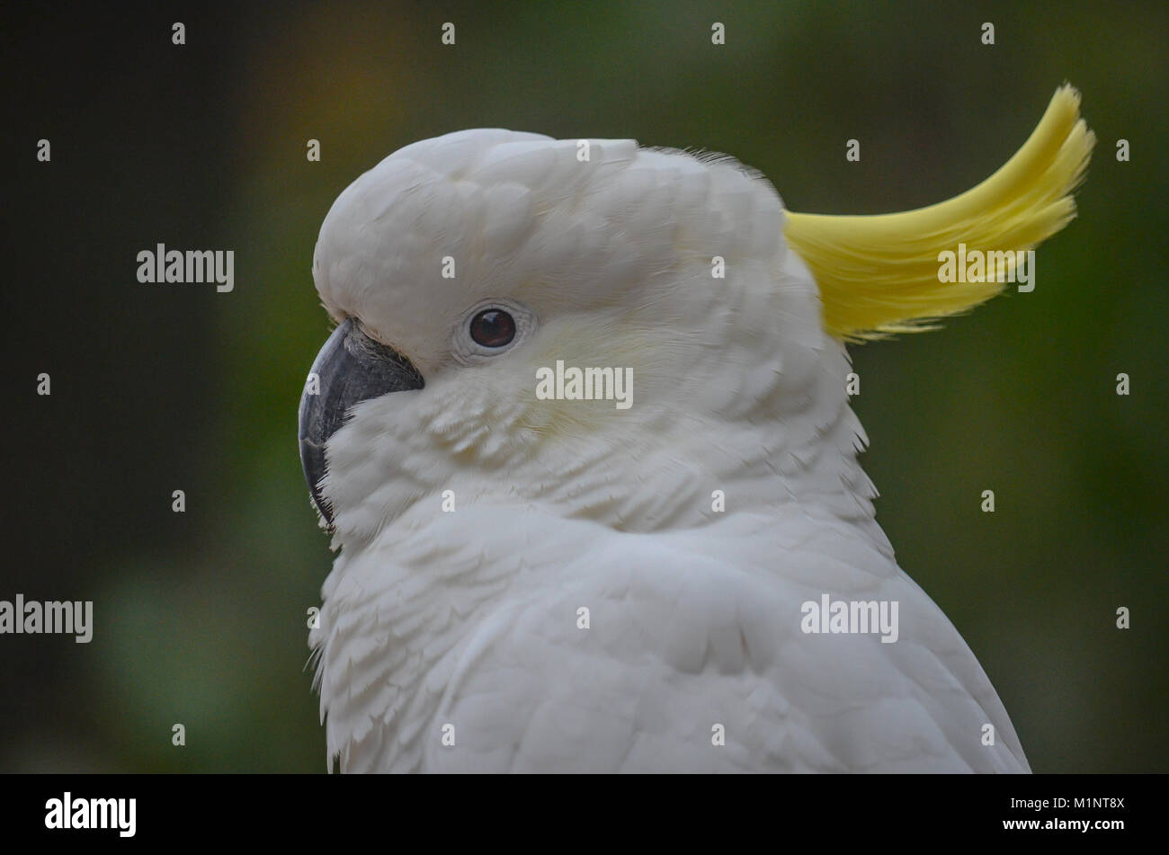 Curious cockatoo hi-res stock photography and images - Alamy