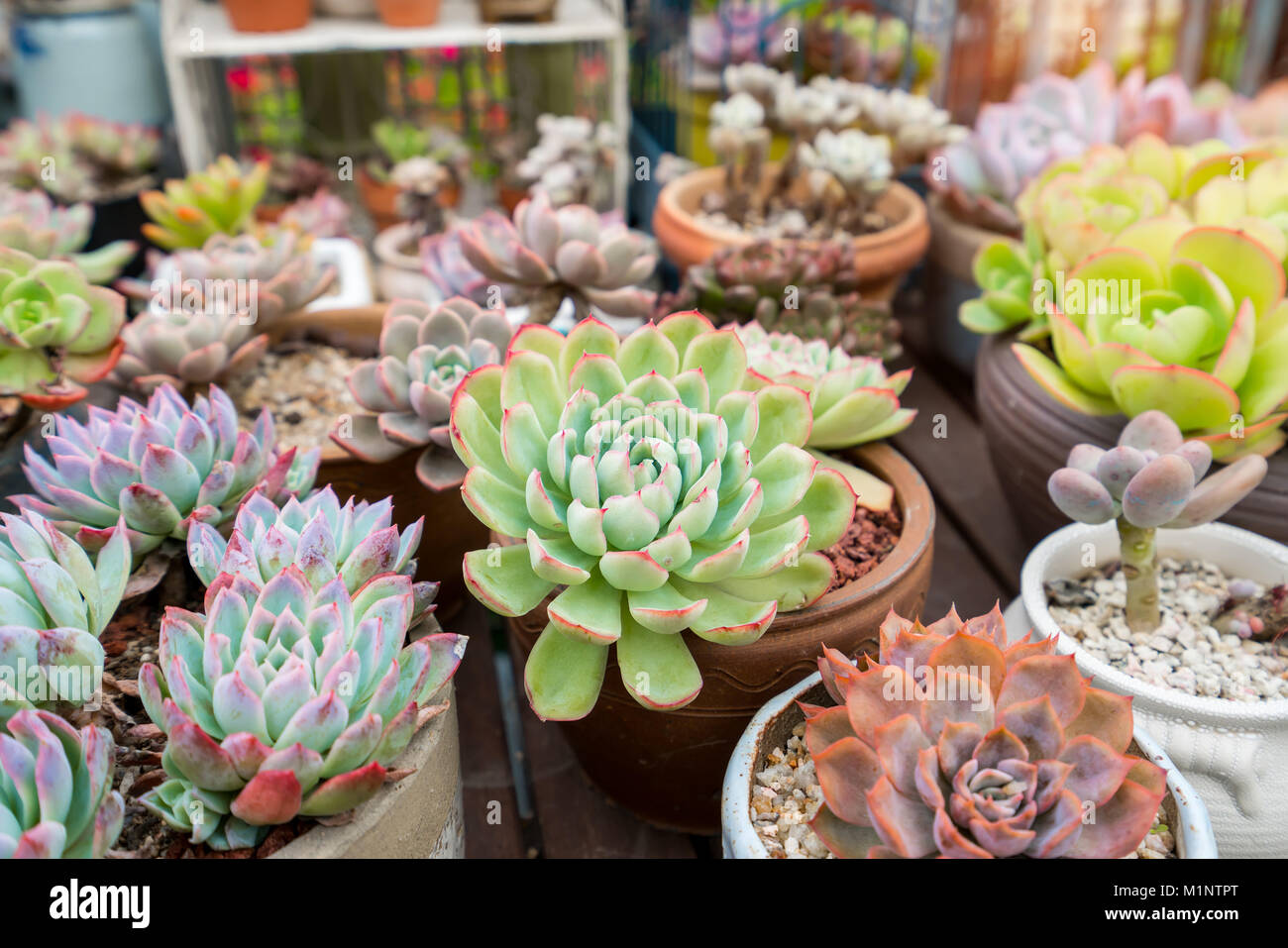 Miniature succulent plants in garden Stock Photo - Alamy