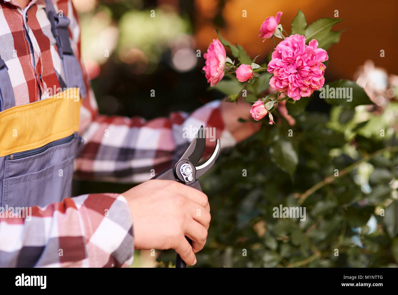 Planting pruning hi-res stock photography and images - Alamy