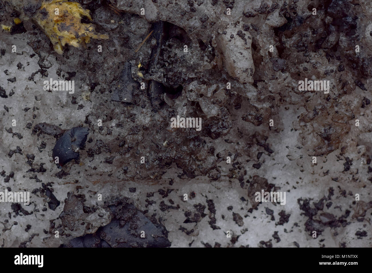 Snow pile with dirt, grime, leaves, and cigarette butts, closeup ...