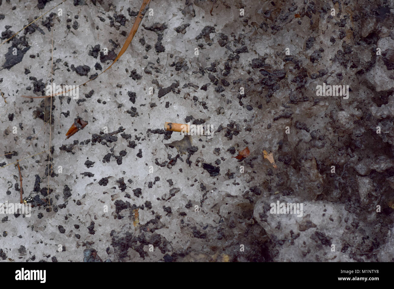 Snow pile with dirt, grime, leaves, and cigarette butts, closeup ...