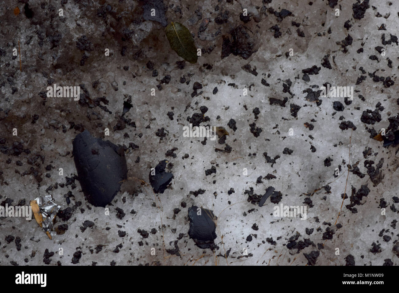 Snow pile with dirt, grime, leaves, and cigarette butts, closeup ...