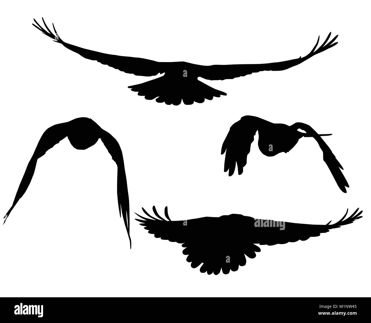 Realistic birds vector Black and White Stock Photos & Images - Alamy