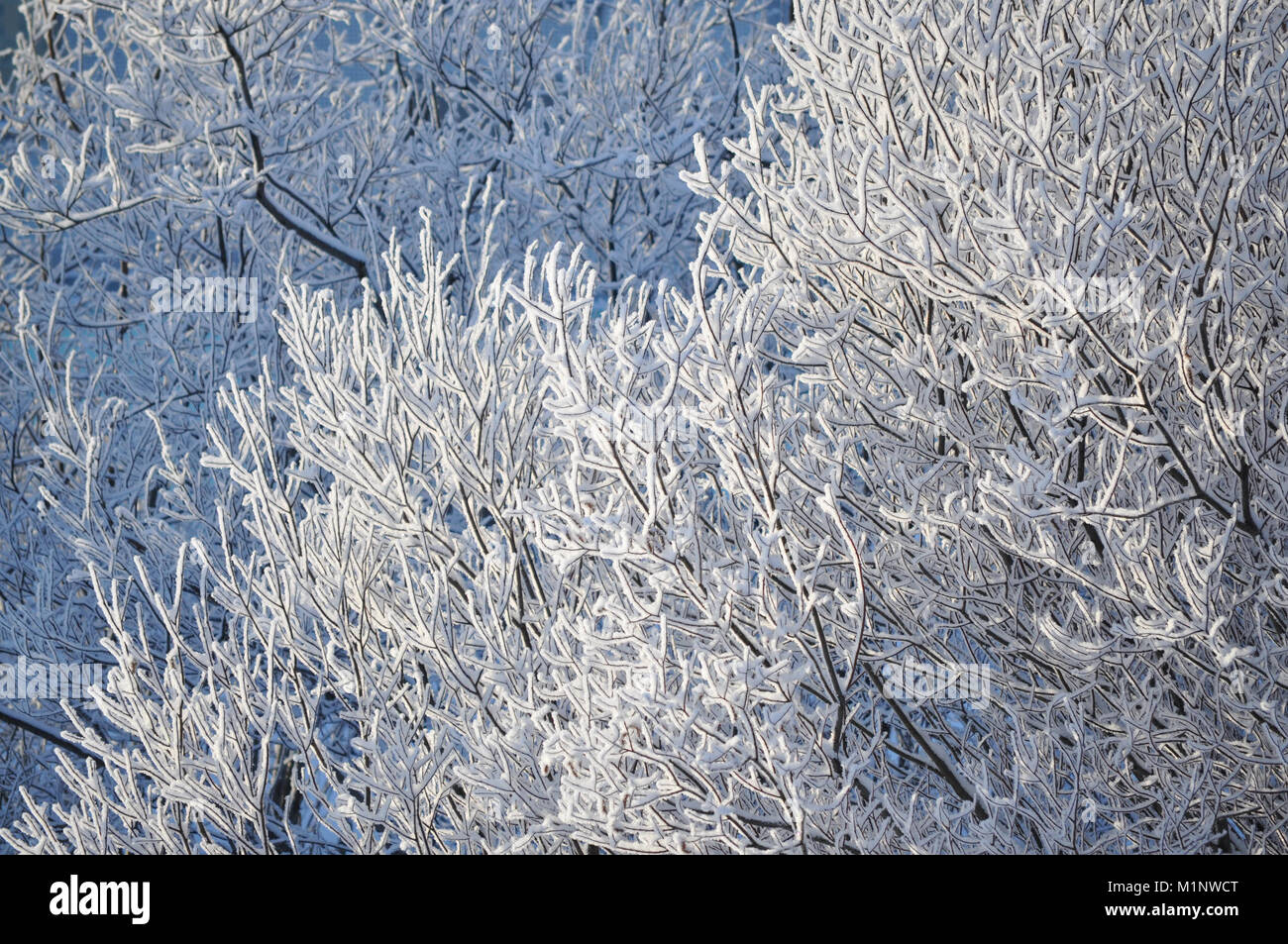 Branches of trees covered with frost Stock Photo - Alamy