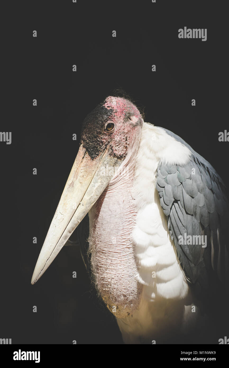 Close up view of a marabou stork in a zoo Stock Photo - Alamy