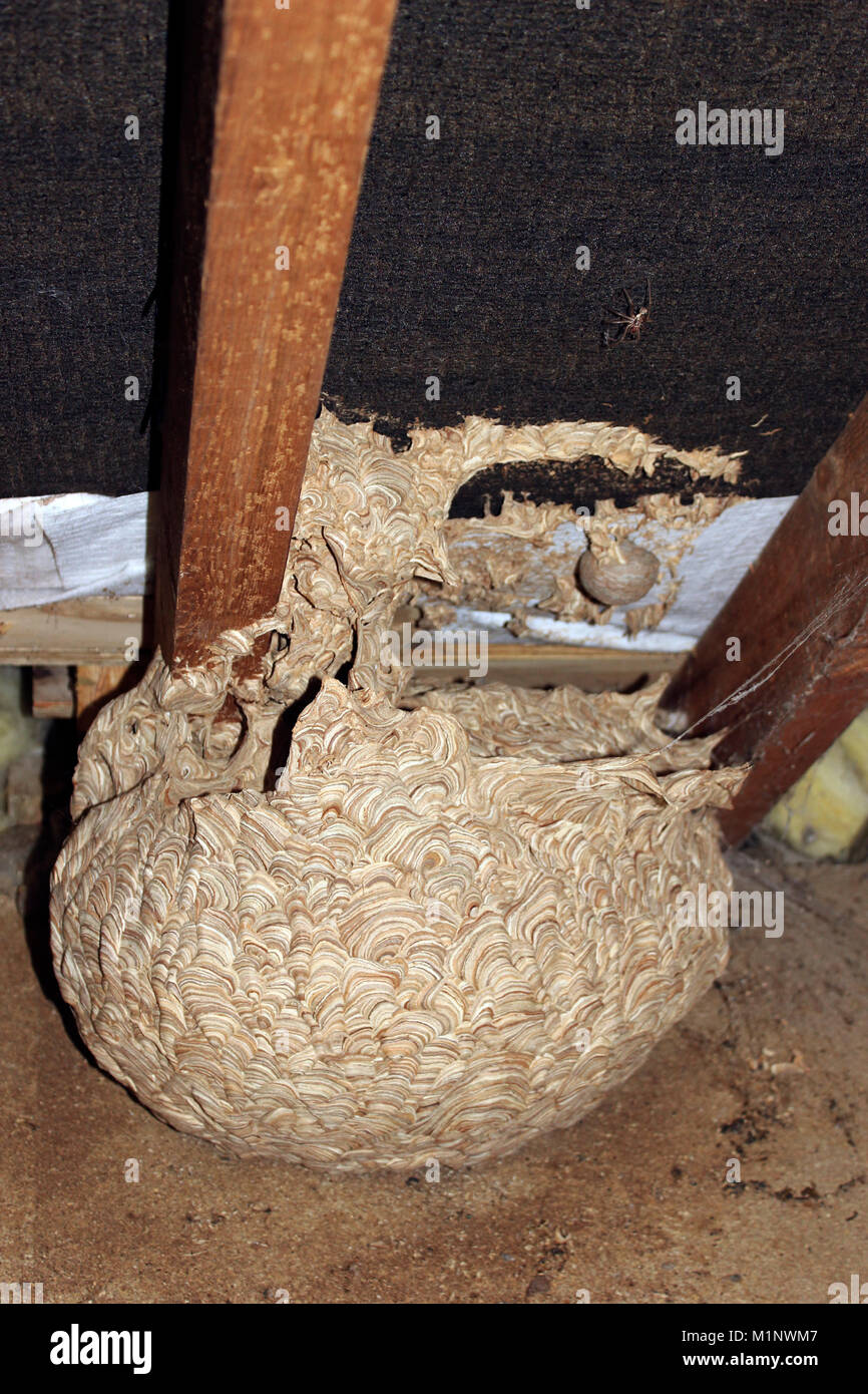 Nest in the attic hi-res stock photography and images - Alamy