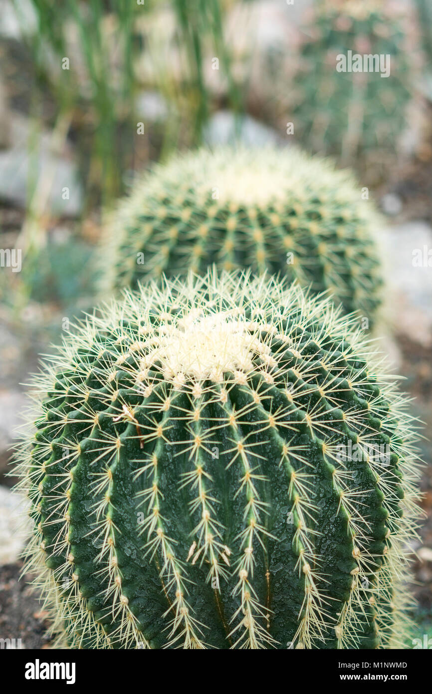 Two round large cactus Stock Photo - Alamy